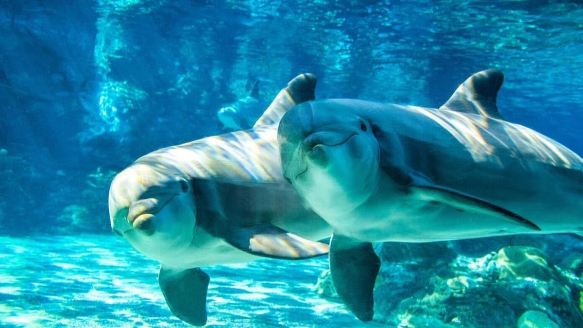 SeaWorld celebra 60 años con fiestas y novedades en sus tres parques de ...